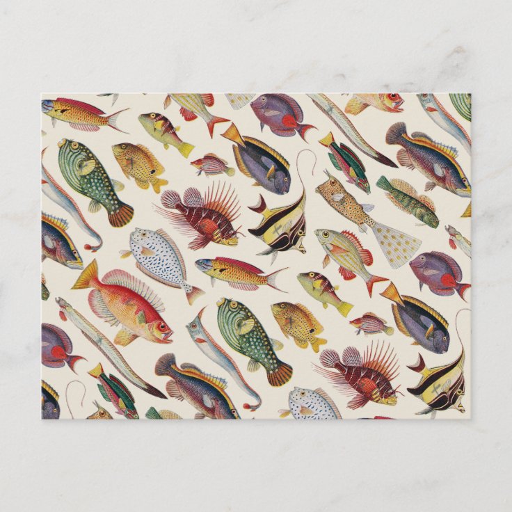 Varieties of Fish Postcard | Zazzle