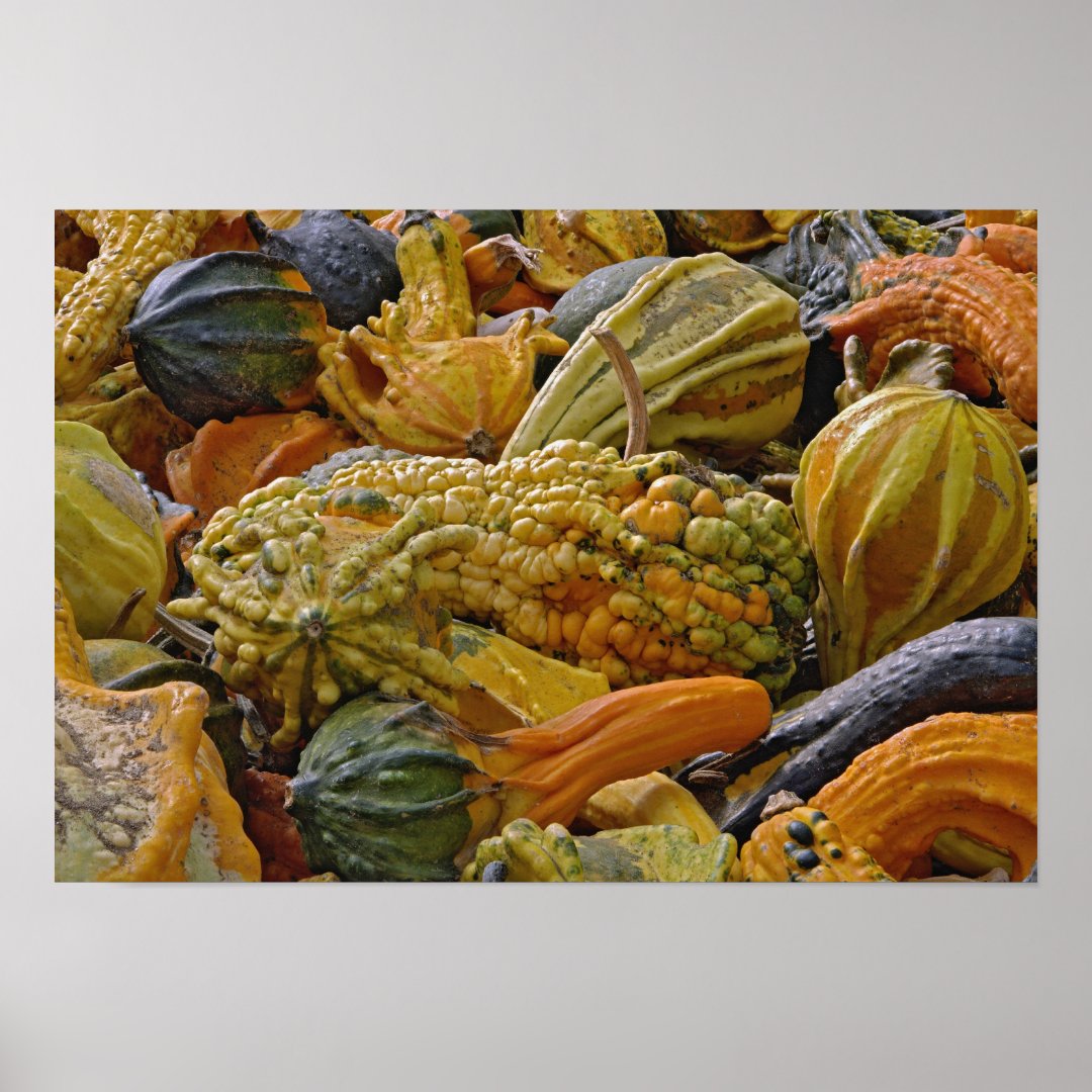 Variety of squash poster | Zazzle