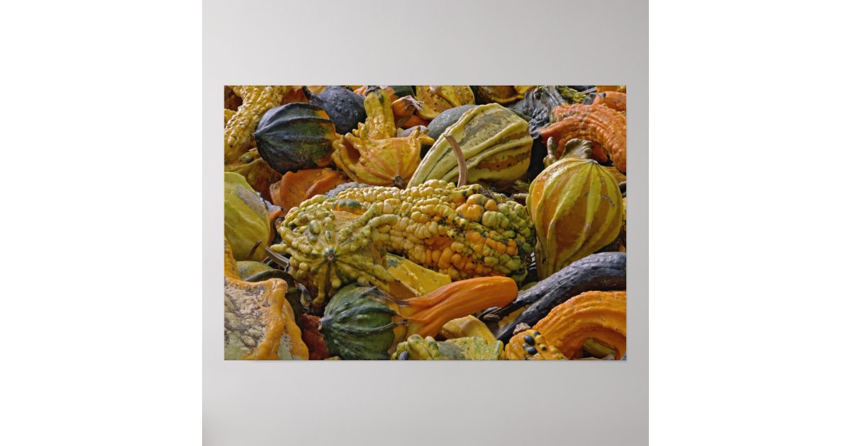 Variety of squash poster | Zazzle