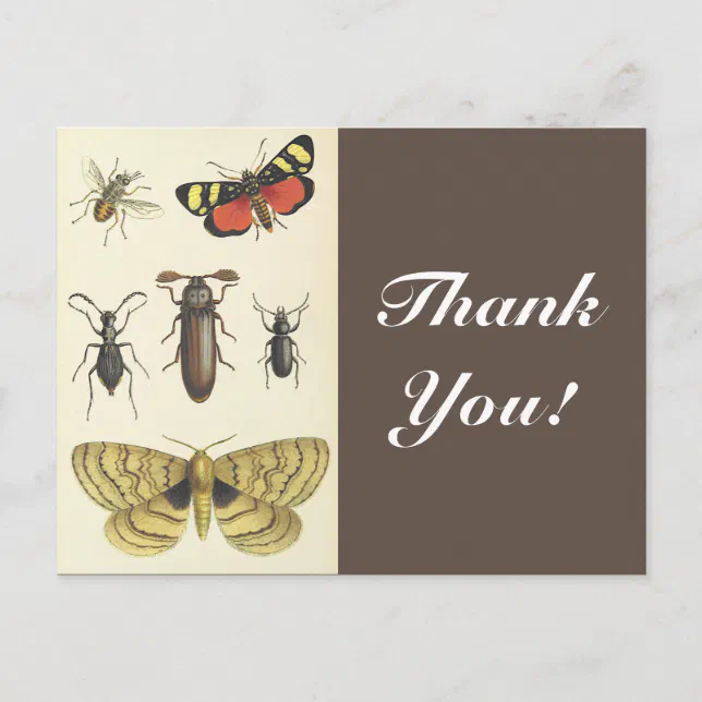 Various Insects + "Thank You!", Vintage Look Postcard | Zazzle