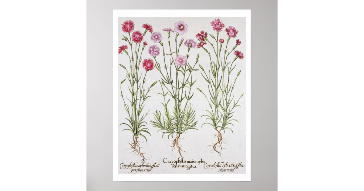 Various varieties of Dianthus, from the 'Hortus Ey Poster | Zazzle