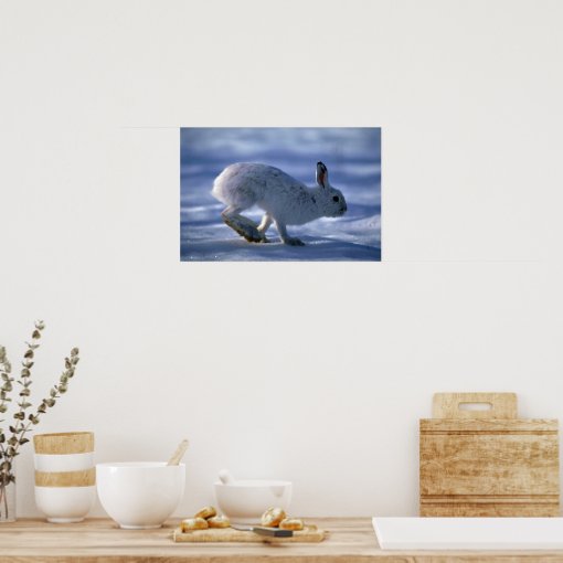 Varying Hare/Snowshoe Rabbit running across open s Poster | Zazzle
