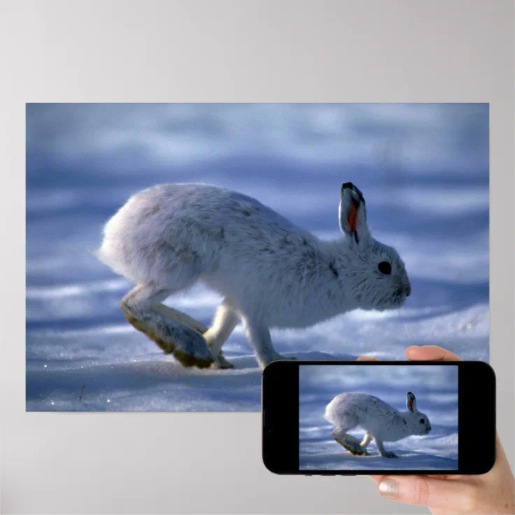 Varying Hare/Snowshoe Rabbit running across open s Poster | Zazzle