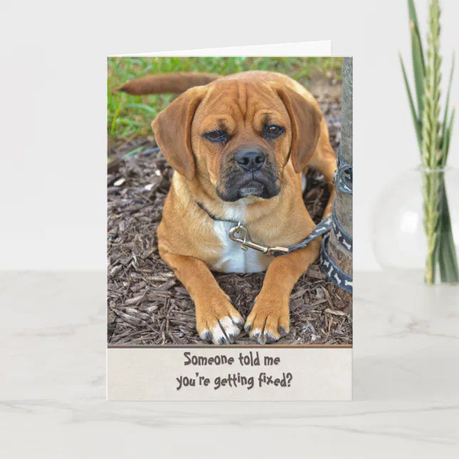 Vasectomy Humor Card | Zazzle