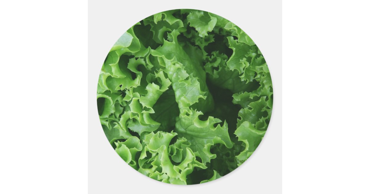 Vegetable Food Green Lettuce Classic Round Sticker | Zazzle