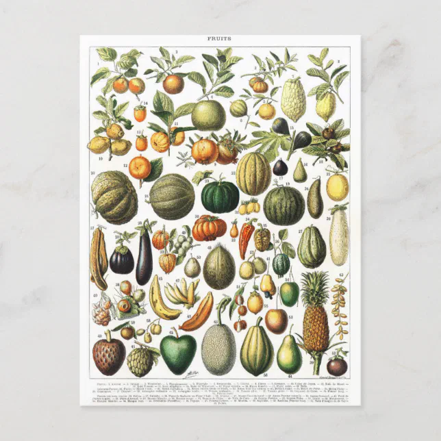 Vegetables Fruit Garden Vintage Botanical Postcard | Zazzle