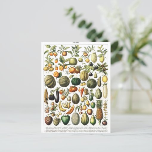 Vegetables Fruit Garden Vintage Botanical Postcard | Zazzle