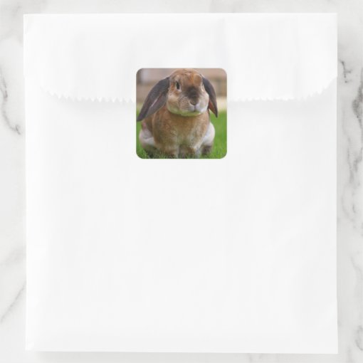 Velveteen Lop Bunny Rabbit Square Sticker | Zazzle