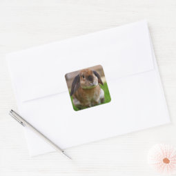 Velveteen Lop Bunny Rabbit Square Sticker | Zazzle
