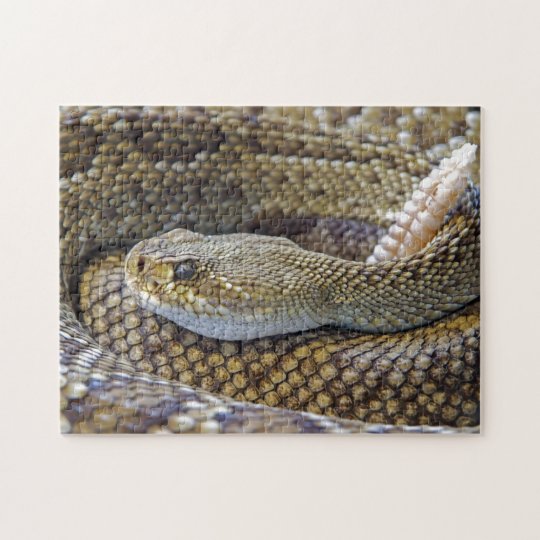 Venomous Rattle Snake Close Up Jigsaw Puzzle | Zazzle.com