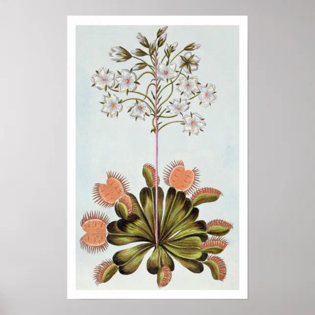 Venus Fly-trap Poster | Zazzle
