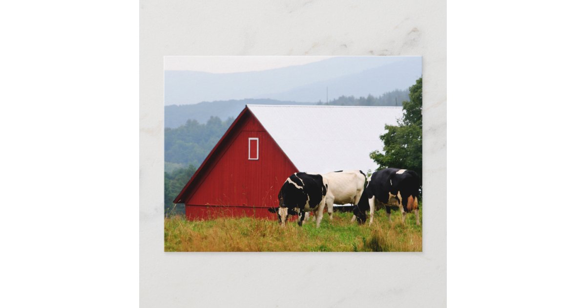 Vermont Cow Farm Postcard | Zazzle