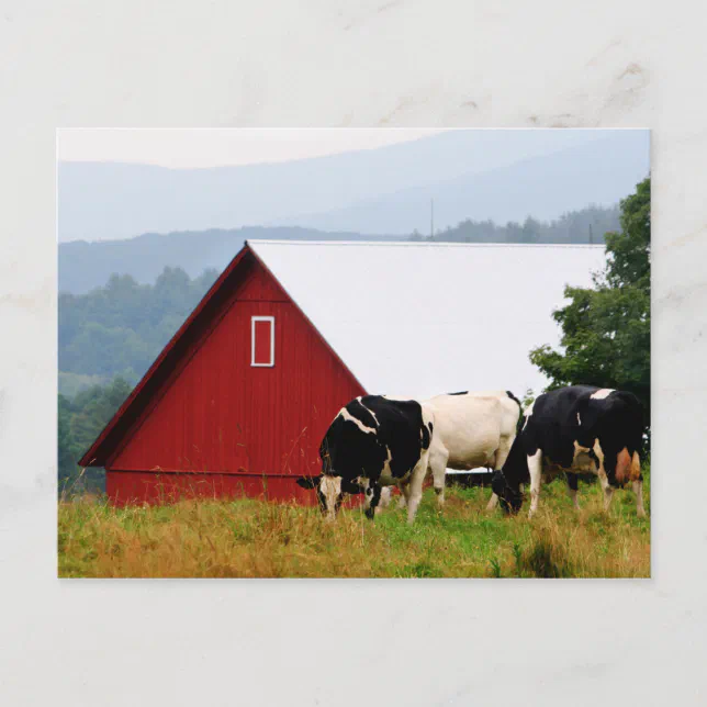 Vermont Cow Farm Postcard | Zazzle