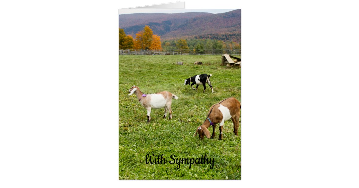Vermont Goats Sympathy Card | Zazzle