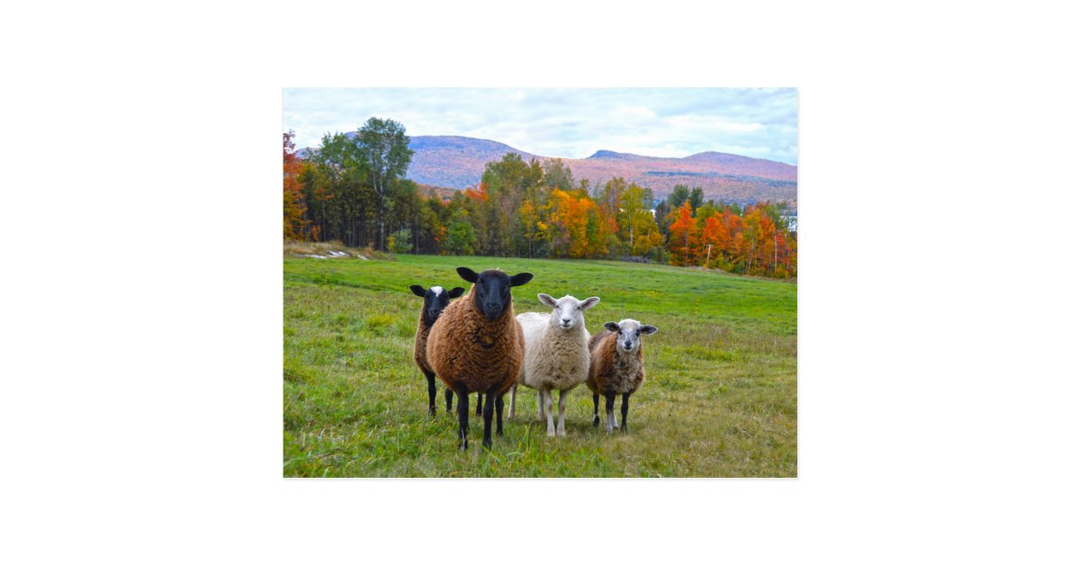 Vermont Sheep in Autumn Postcard | Zazzle.com