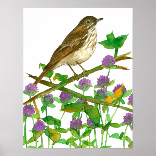 Vermont State Bird Hermit Thrush Clover Poster | Zazzle