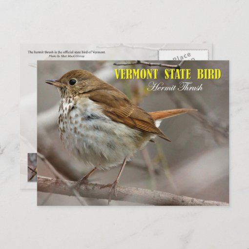 Vermont State Bird: Hermit Thrush Postcard | Zazzle