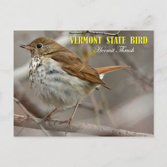 Vermont State Bird: Hermit Thrush Postcard | Zazzle