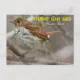 Vermont State Bird: Hermit Thrush Postcard | Zazzle