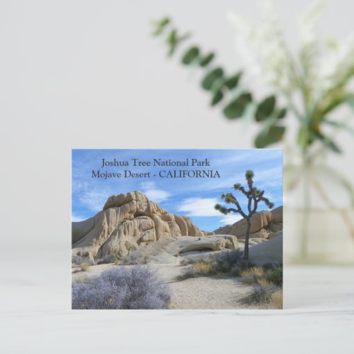 Very Beautiful Joshua Tree Postcard! Postcard | Zazzle