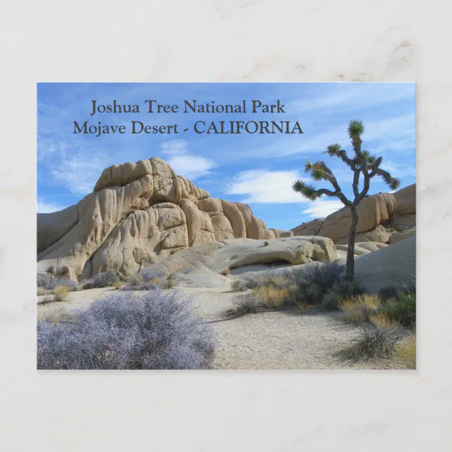 Very Beautiful Joshua Tree Postcard! Postcard | Zazzle