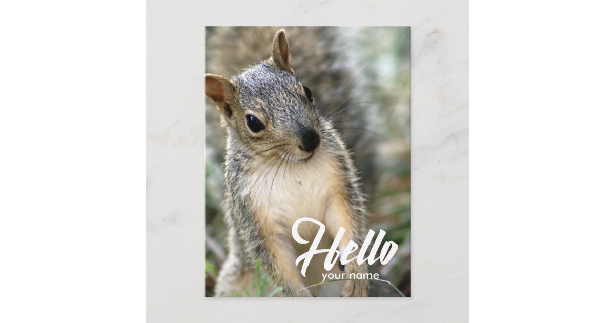 Very cute lovely squirrel hello postcard | Zazzle