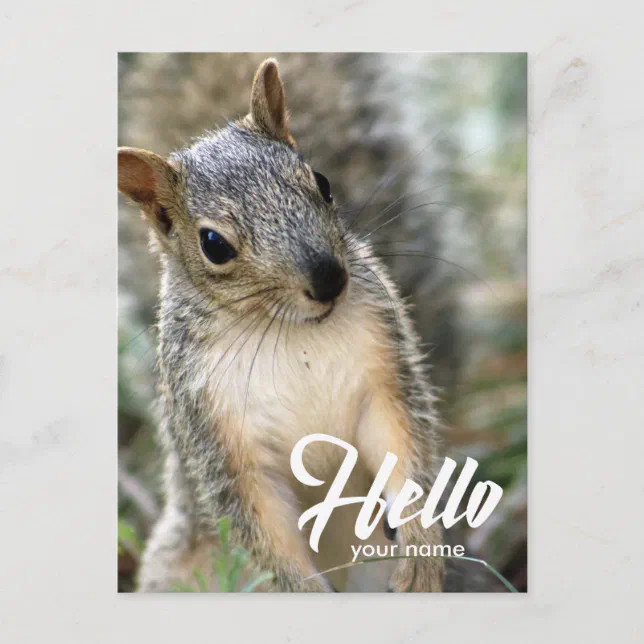 Very cute lovely squirrel hello postcard | Zazzle