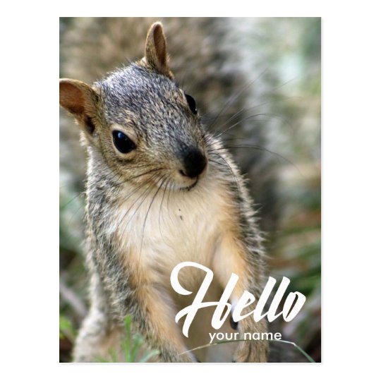 Very cute lovely squirrel hello postcard | Zazzle.com