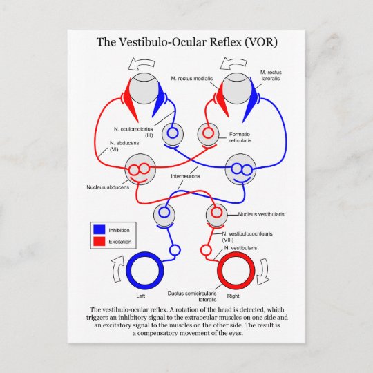 Vestibulo Ocular Reflex VOR Eye Movement Stabilize Postcard | Zazzle.com