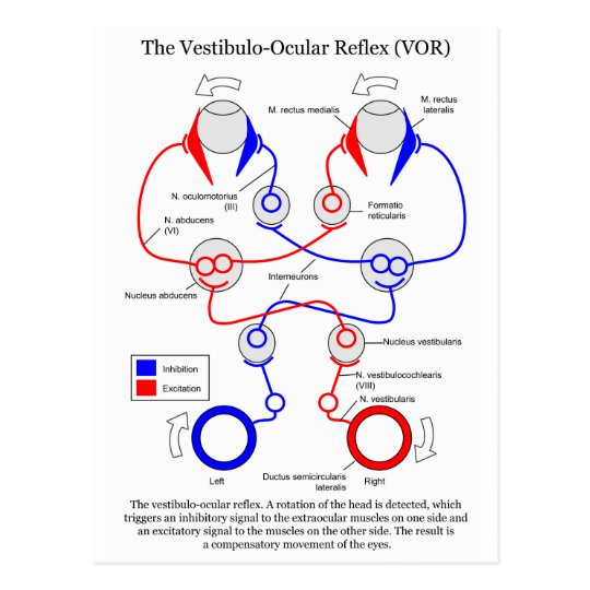 Vestibulo Ocular Reflex VOR Eye Movement Stabilize Postcard | Zazzle.com