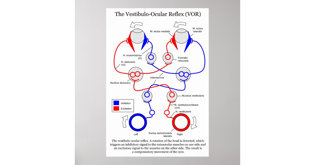 Vestibulo Ocular Reflex VOR Eye Movement Stabilize Poster | Zazzle