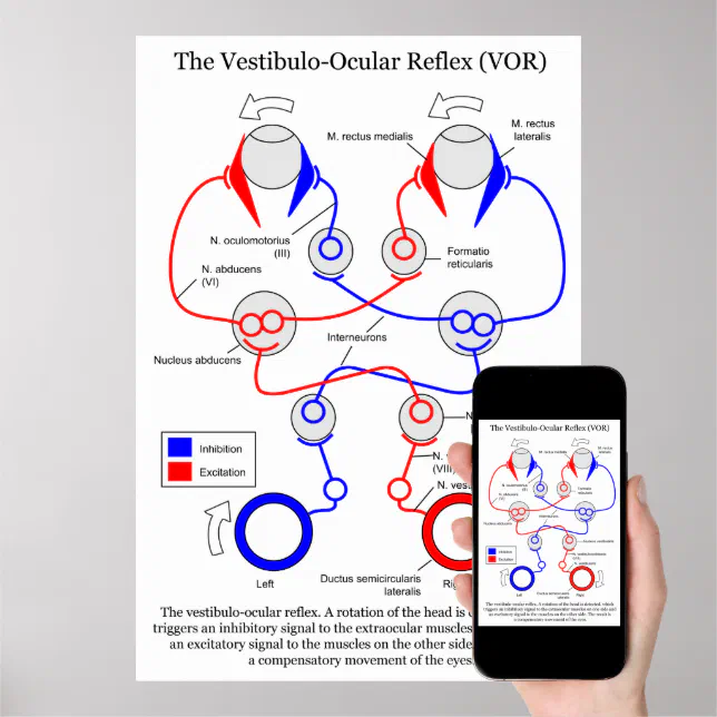 Vestibulo Ocular Reflex VOR Eye Movement Stabilize Poster | Zazzle