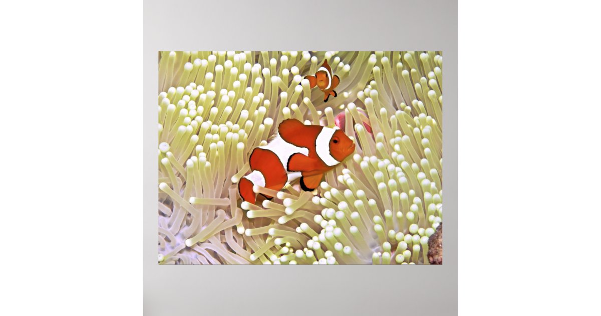 Vibrant Clownfish Poster | Zazzle