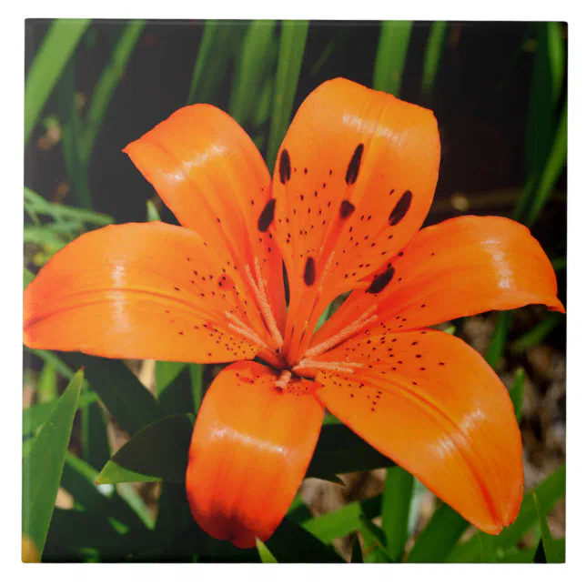 Vibrant orange Asian Lily Flower Ceramic Tile | Zazzle