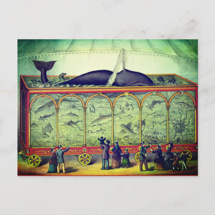 Victorian circus vintage exhibition postcard | Zazzle