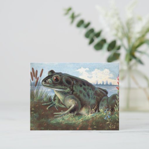 Victorian Frog Art Postcard | Zazzle