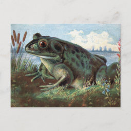 Victorian Frog Art Postcard | Zazzle