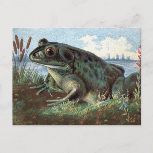 Victorian Frog Art Postcard | Zazzle
