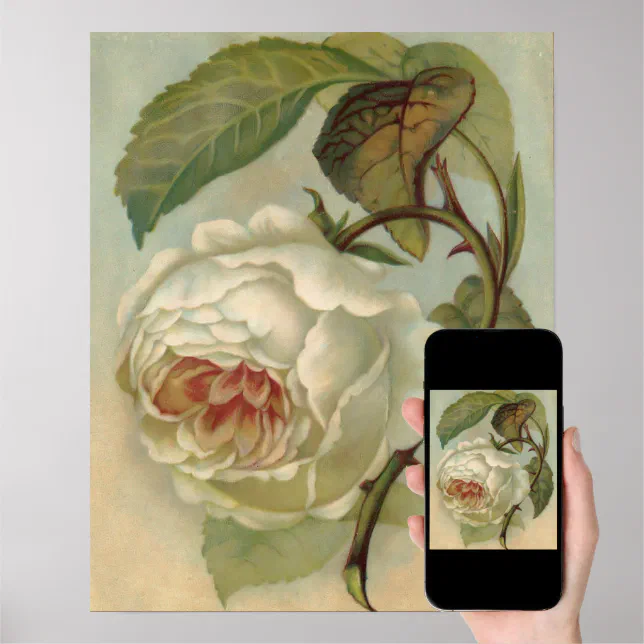 Victorian Rose Postcard Illustration Poster | Zazzle