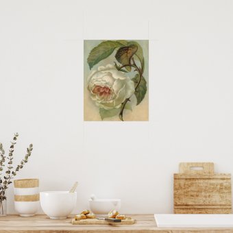 Victorian Rose Postcard Illustration Poster | Zazzle