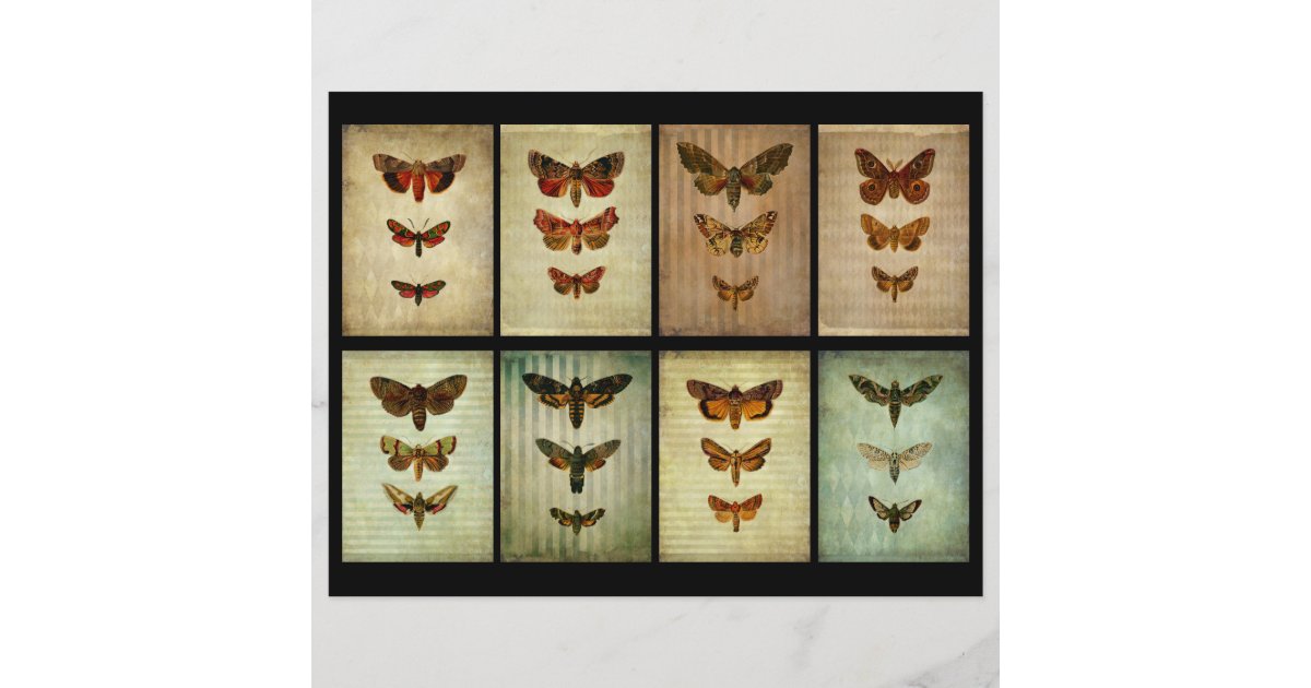 Victorian Style Moth ATC Scrapbook Cards | Zazzle