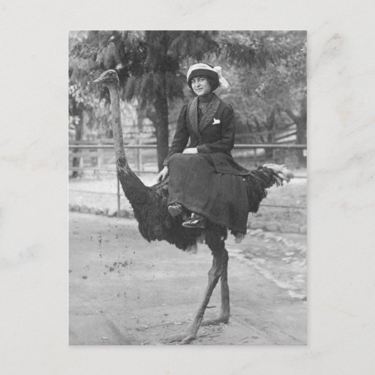 Victorian Weird Woman Riding Ostrich Postcard | Zazzle