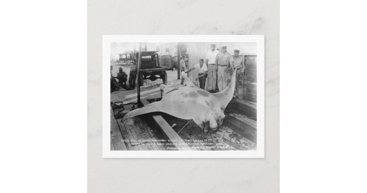 View of a Caught Manray Postcard | Zazzle