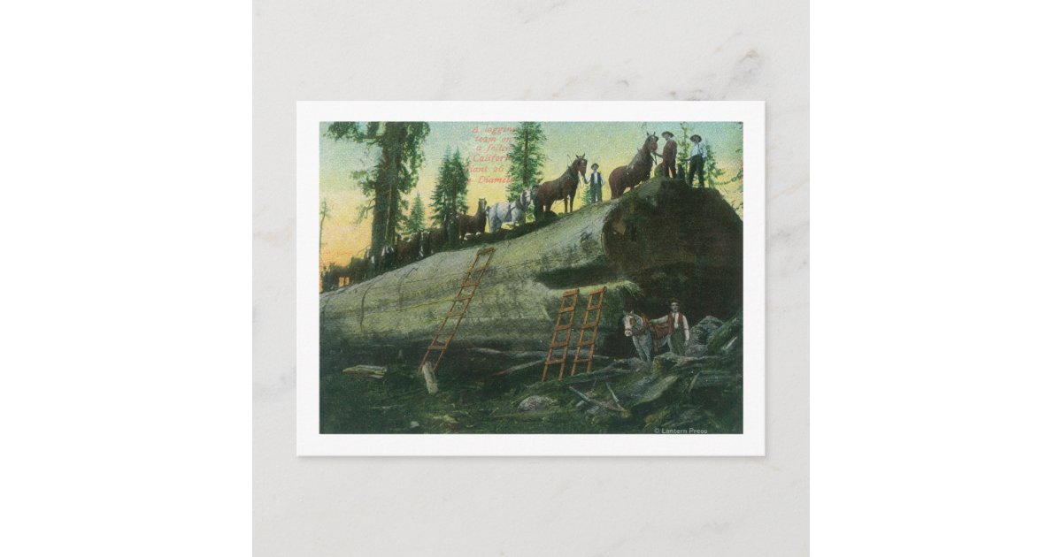 View of a Logging Team on a Fallen Redwood Postcard | Zazzle