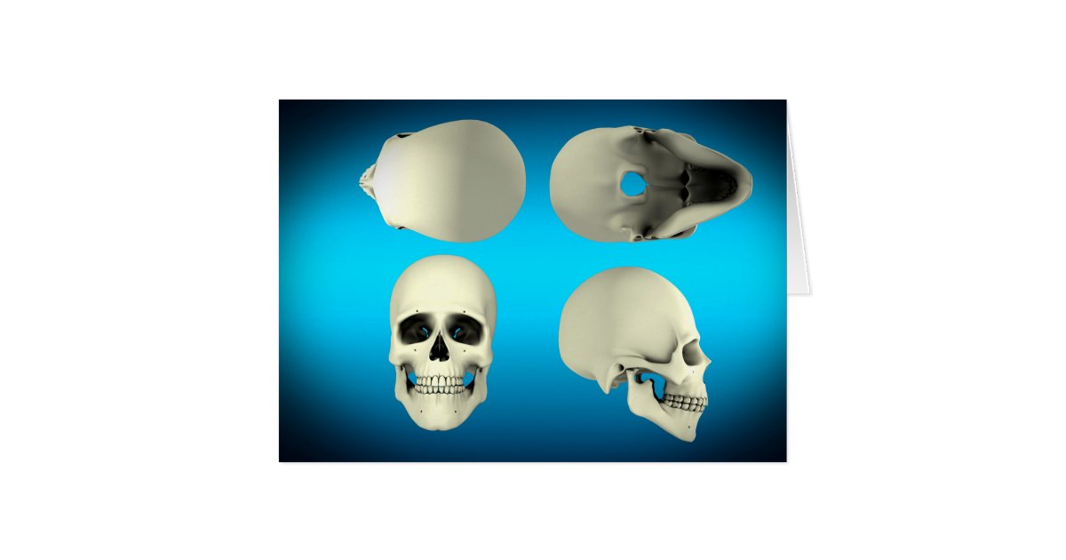 View Of Human Skull From Different Angles | Zazzle