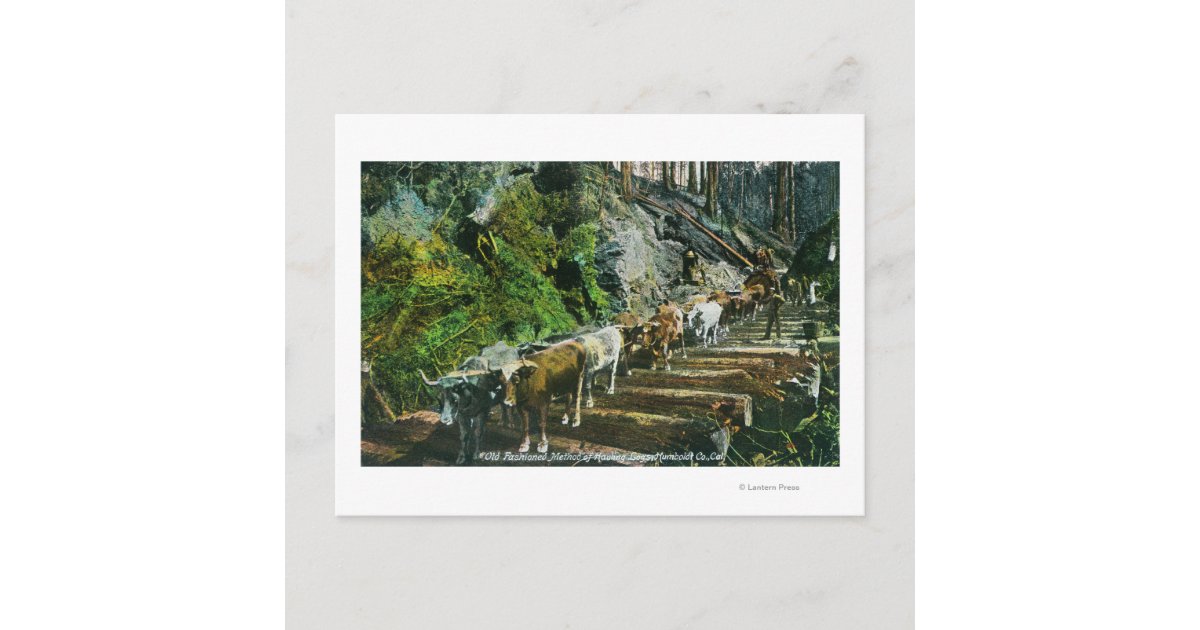 View of Ox-Teams Hauling Logs Postcard | Zazzle