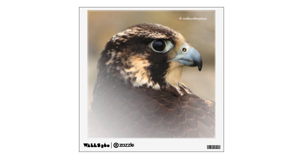Vignetted Profile of a Peregrine Falcon Wall Sticker | Zazzle