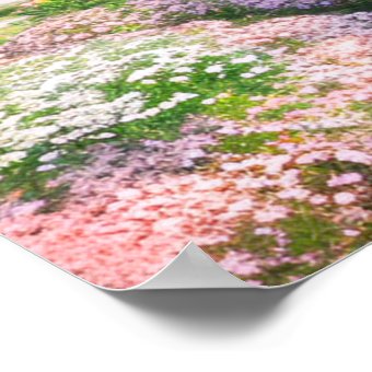 Villa in full Bloom Poster | Zazzle