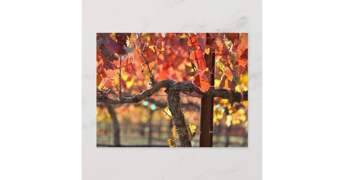 Vineyard in Fall Autumn Postcard | Zazzle