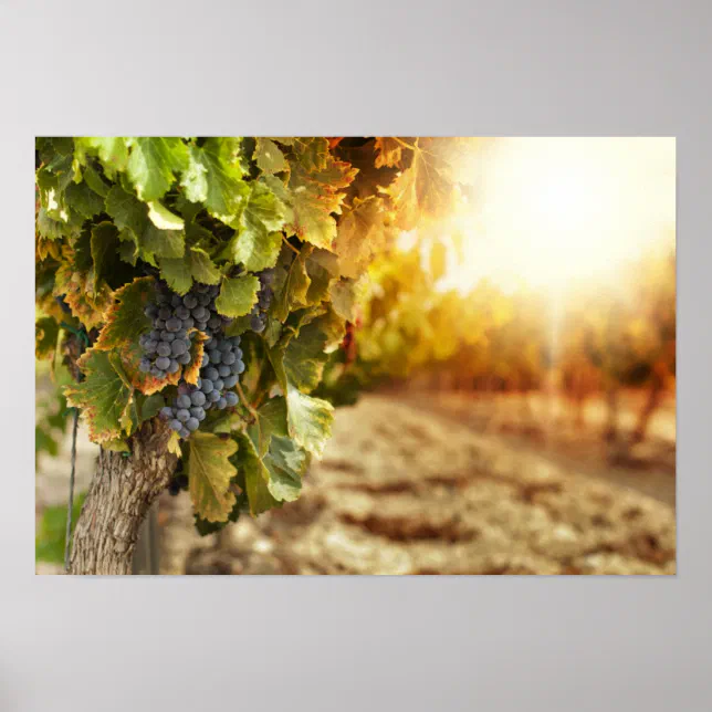 Vineyards At Sunset Poster | Zazzle